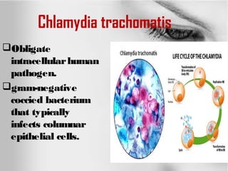 Chlamydia Trachomatis Bacteria