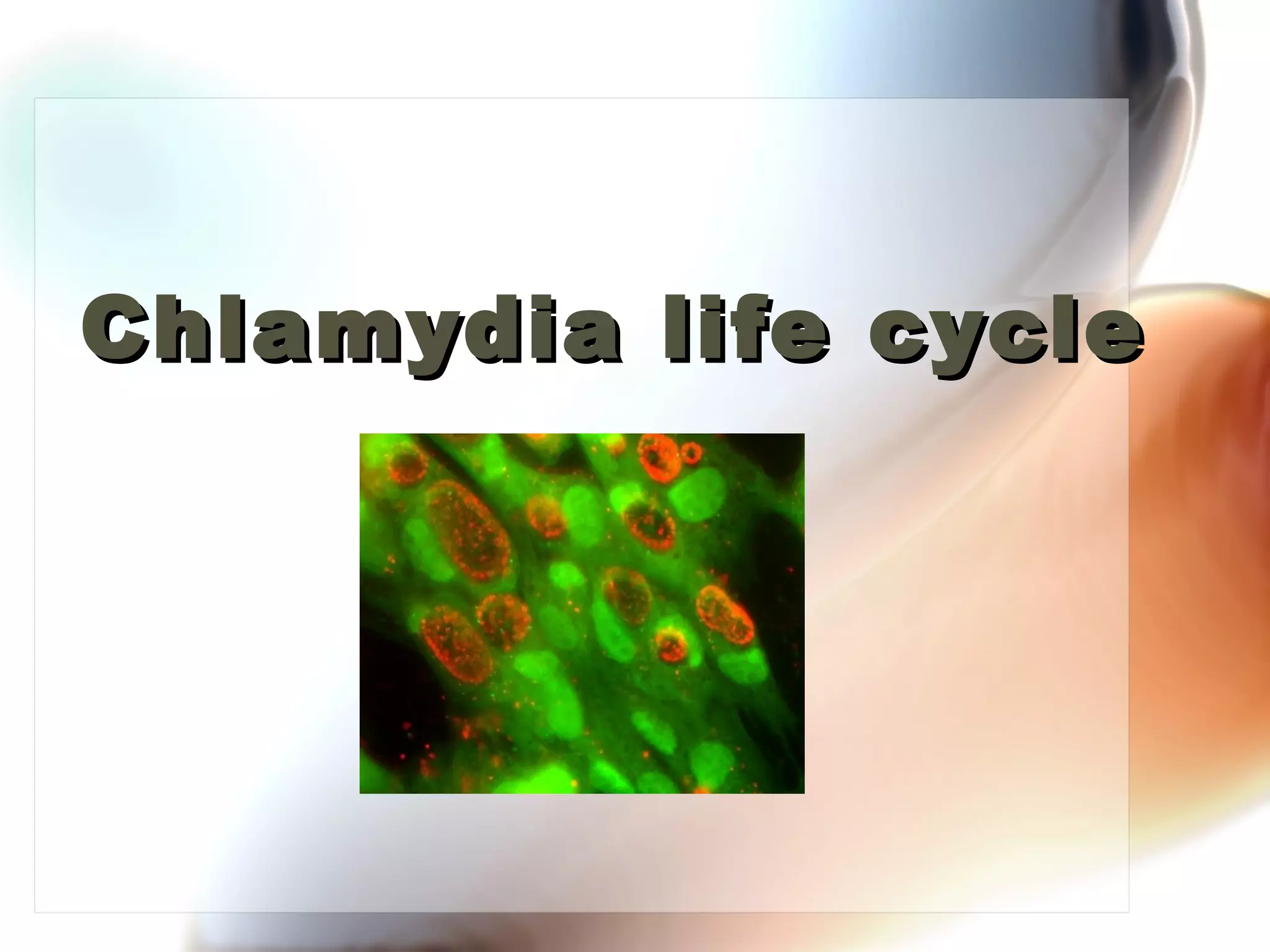 Chlamydia | PPT