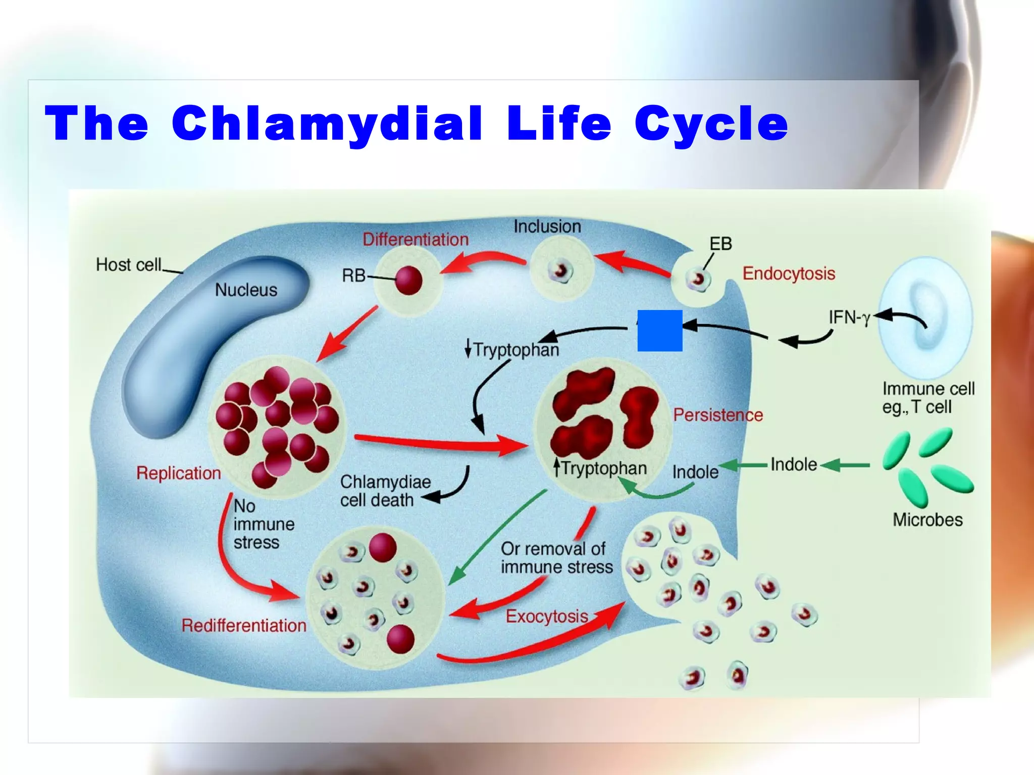 Chlamydia | PPT