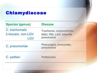 Chlamydia | PPT