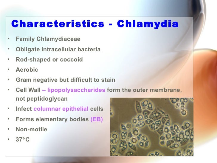 Chlamydia Bacteria Shape