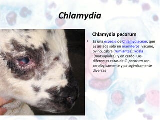 Chlamydia | PPT