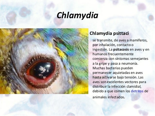 Chlamydia