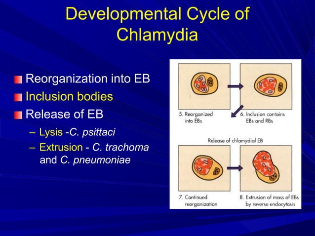 chlamydia-160816135324.pptx