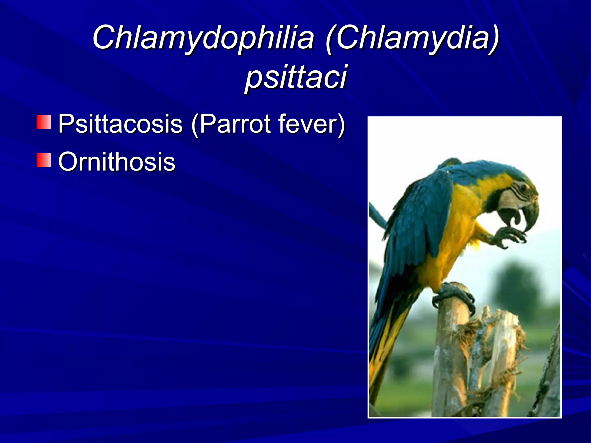 Chlamydia | PPT