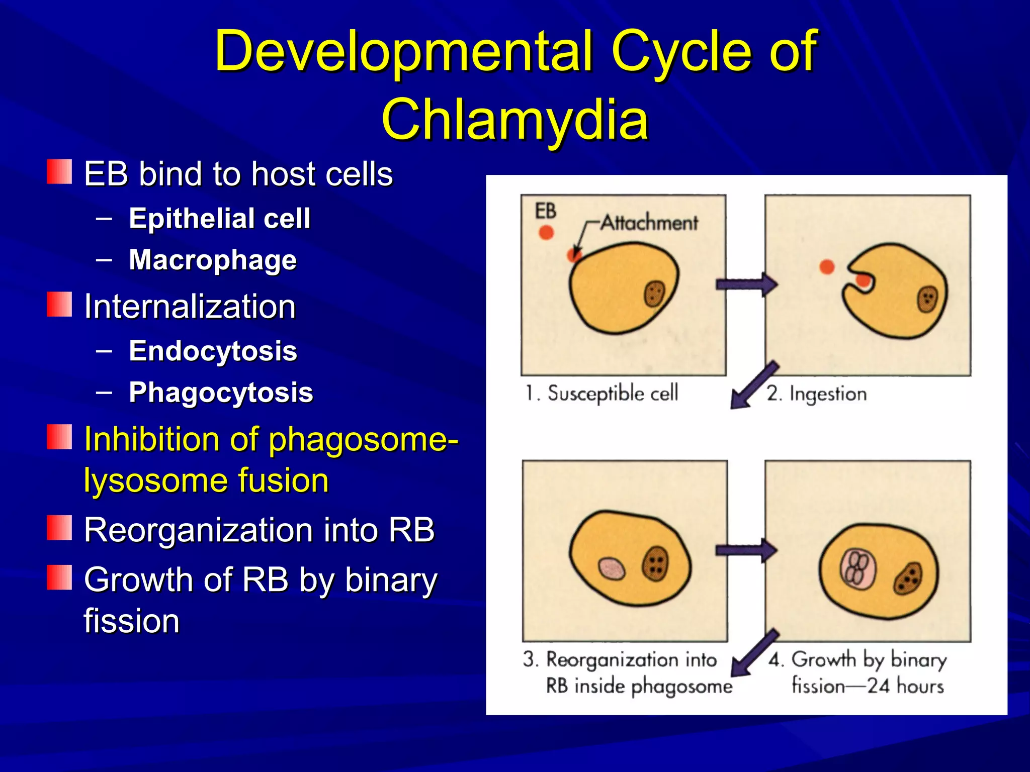 Chlamydia | PPT