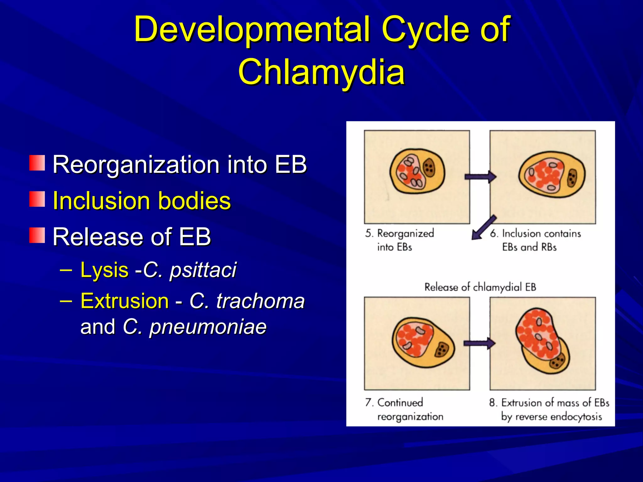 Chlamydia | PPT