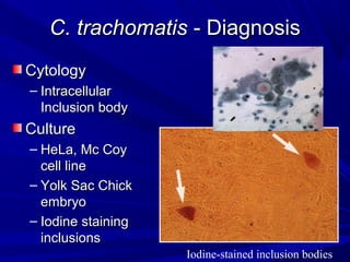 Chlamydial Inclusion Bodies