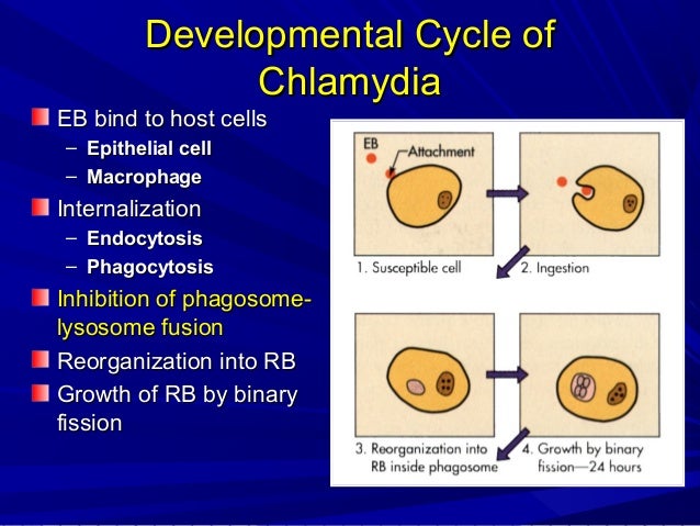 Chlamydia