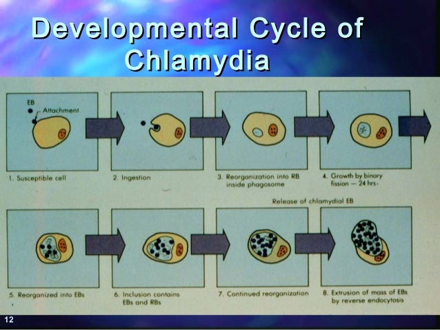 Chlamydia