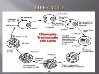 Chlamydia | PPTX