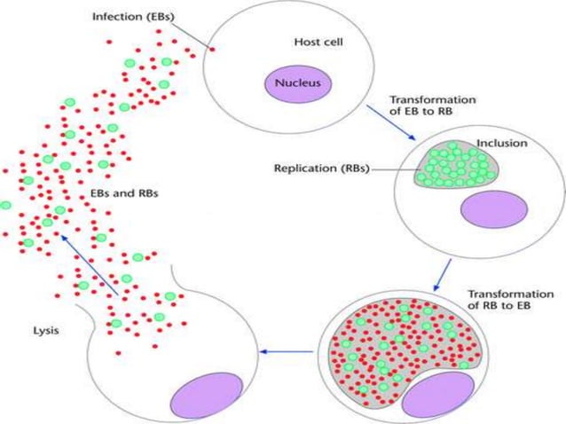 Chlamydia | PPT | Biological Sciences | Science