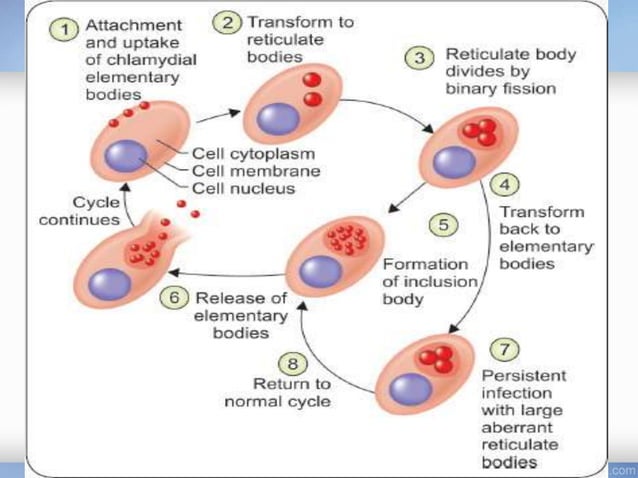 Chlamydia | PPT | Biological Sciences | Science