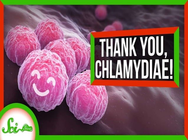 Chlamydia | PPT | Biological Sciences | Science