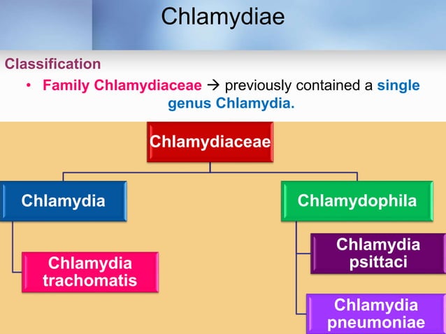 Chlamydia | PPT | Biological Sciences | Science