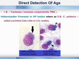 Chlamydial Inclusion Bodies