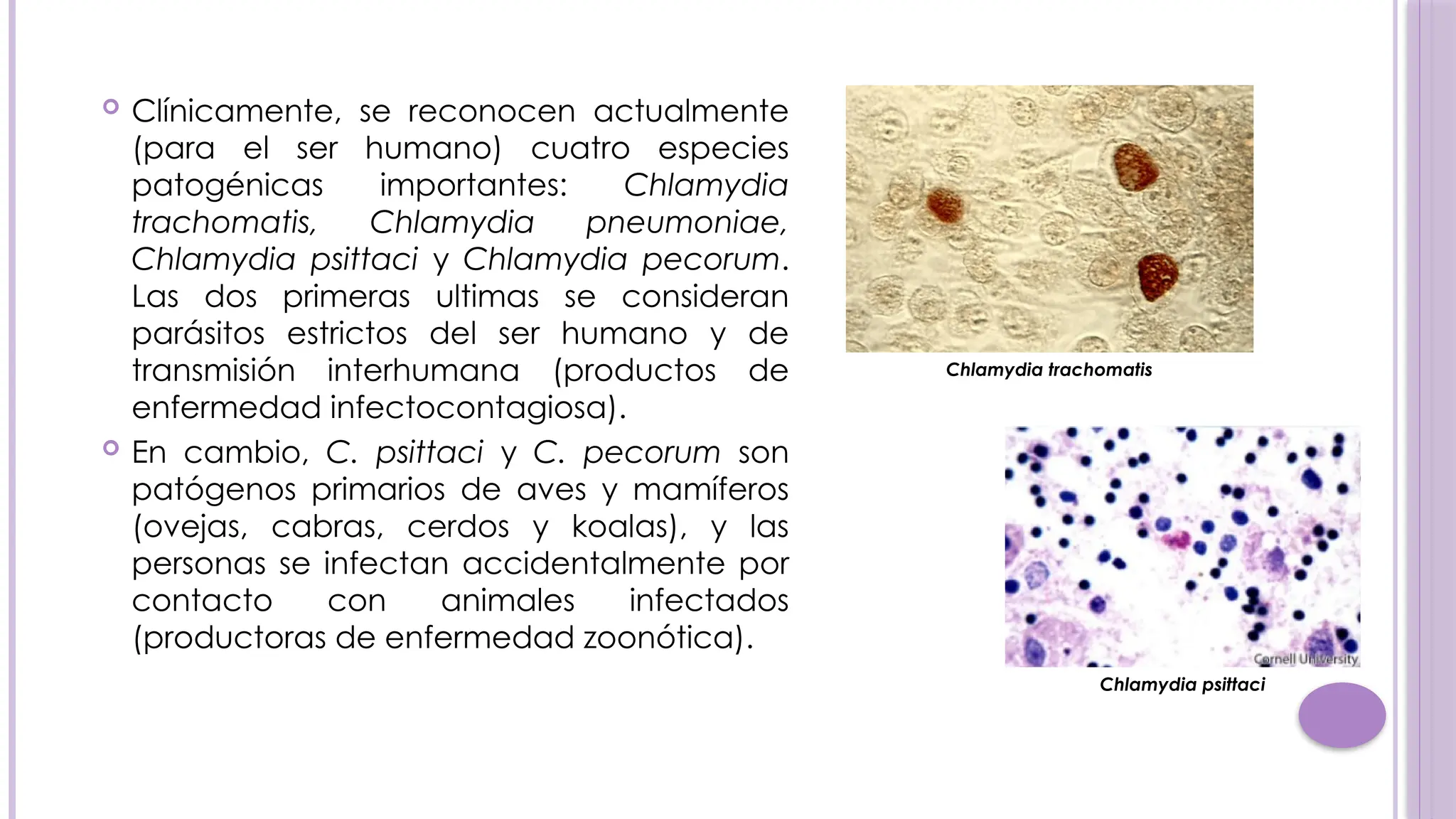 Importancia de la Chlamydia en México.pptx