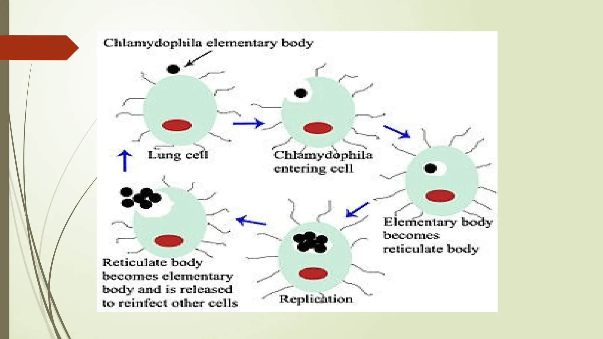Chlamydia, fungi microbiology mbbs .pptx