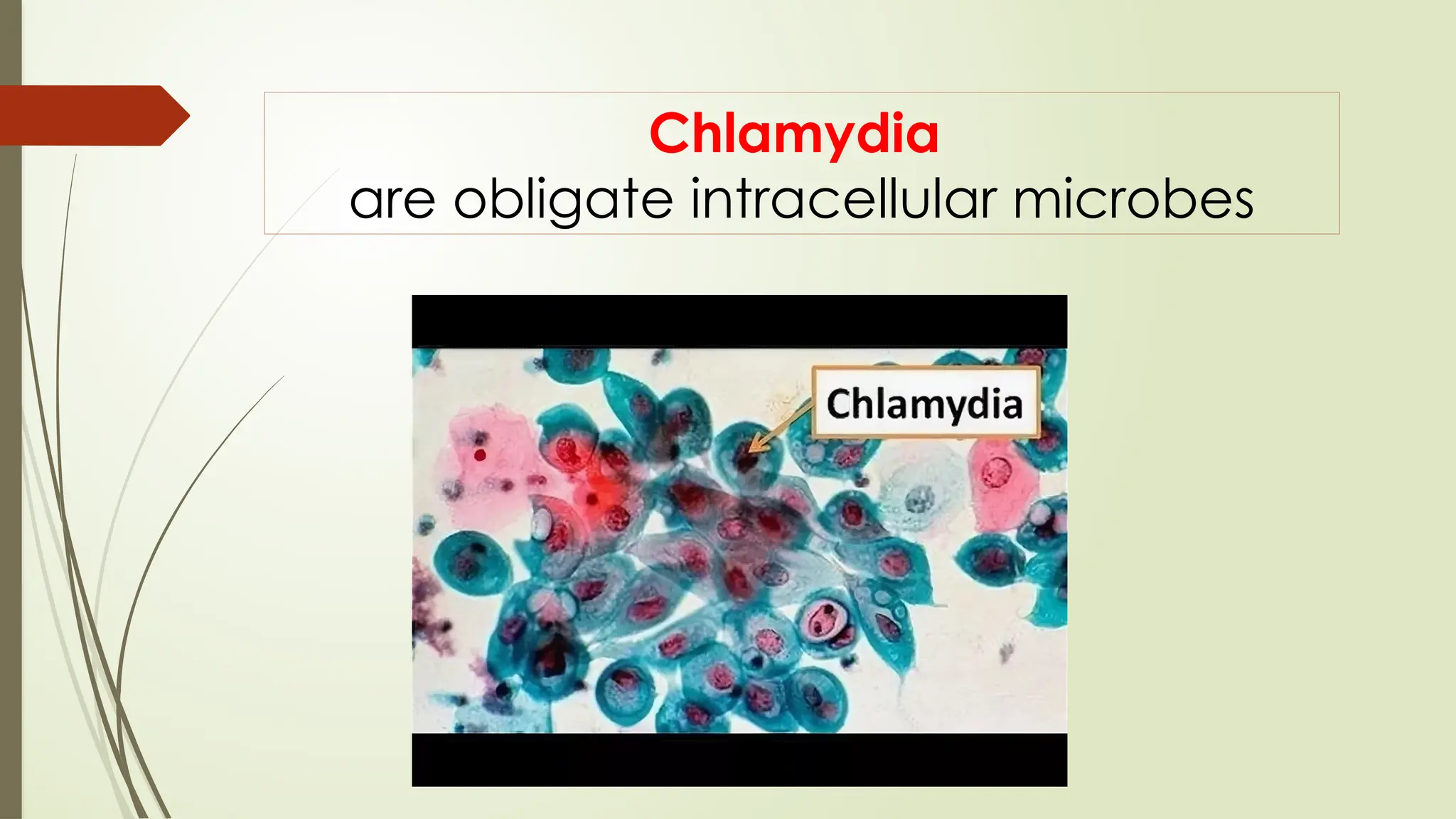 Chlamydia microbiology mbbs fungi .pptx