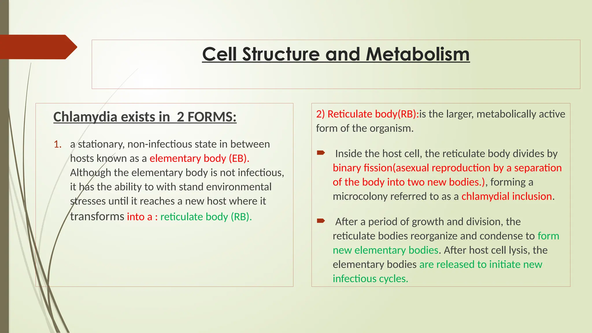 Chlamydia microbiology mbbs fungi .pptx