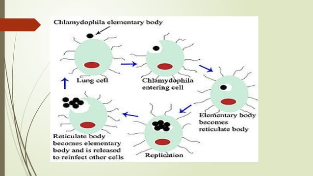 Chlamydia microbiology mbbs fungi .pptx