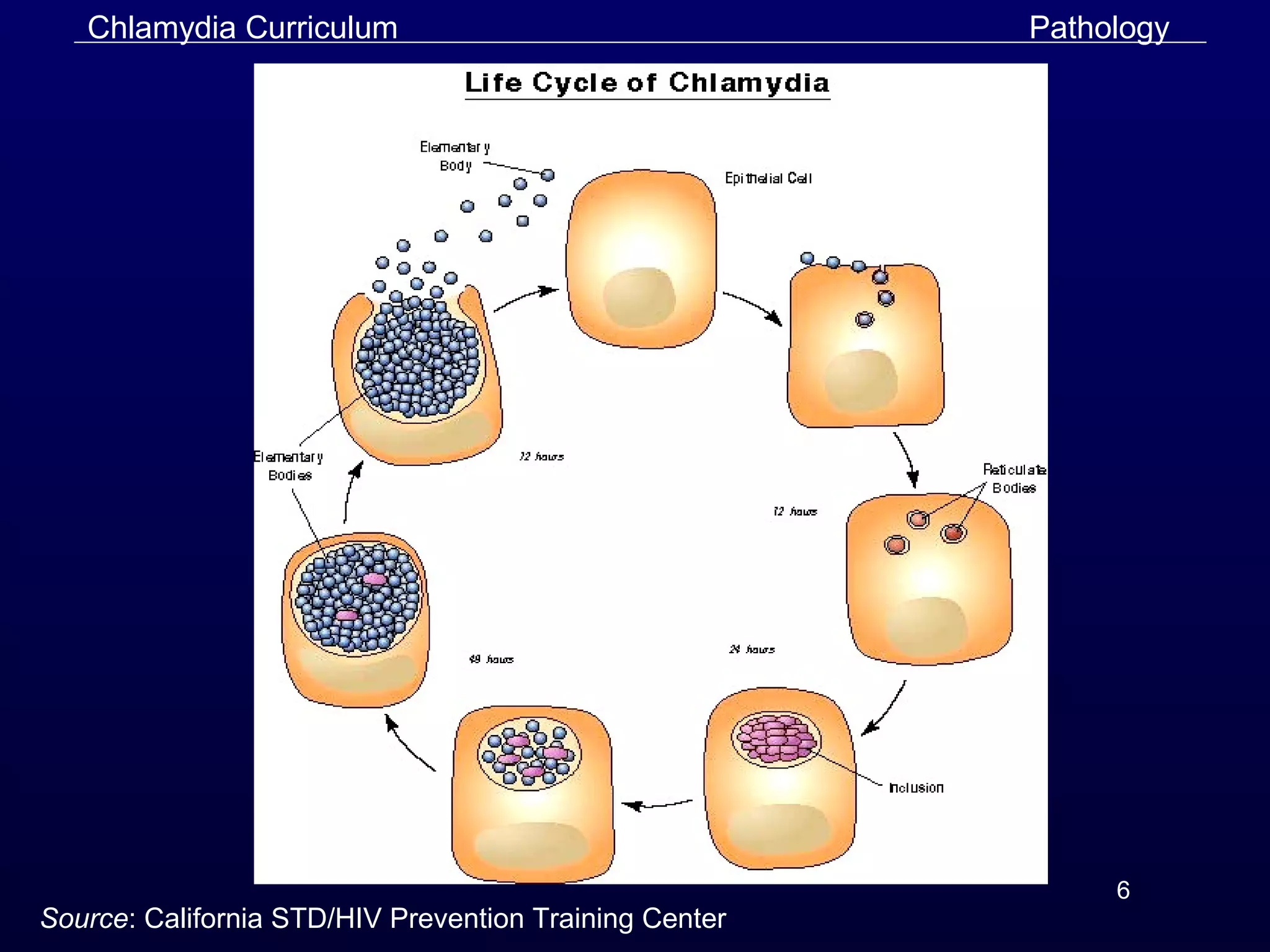 Chlamydia | PPT