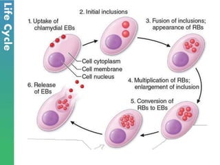 chlamydia-the-silent-killer - Dildar Khan.pptx