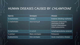 Chlamydia | PPT