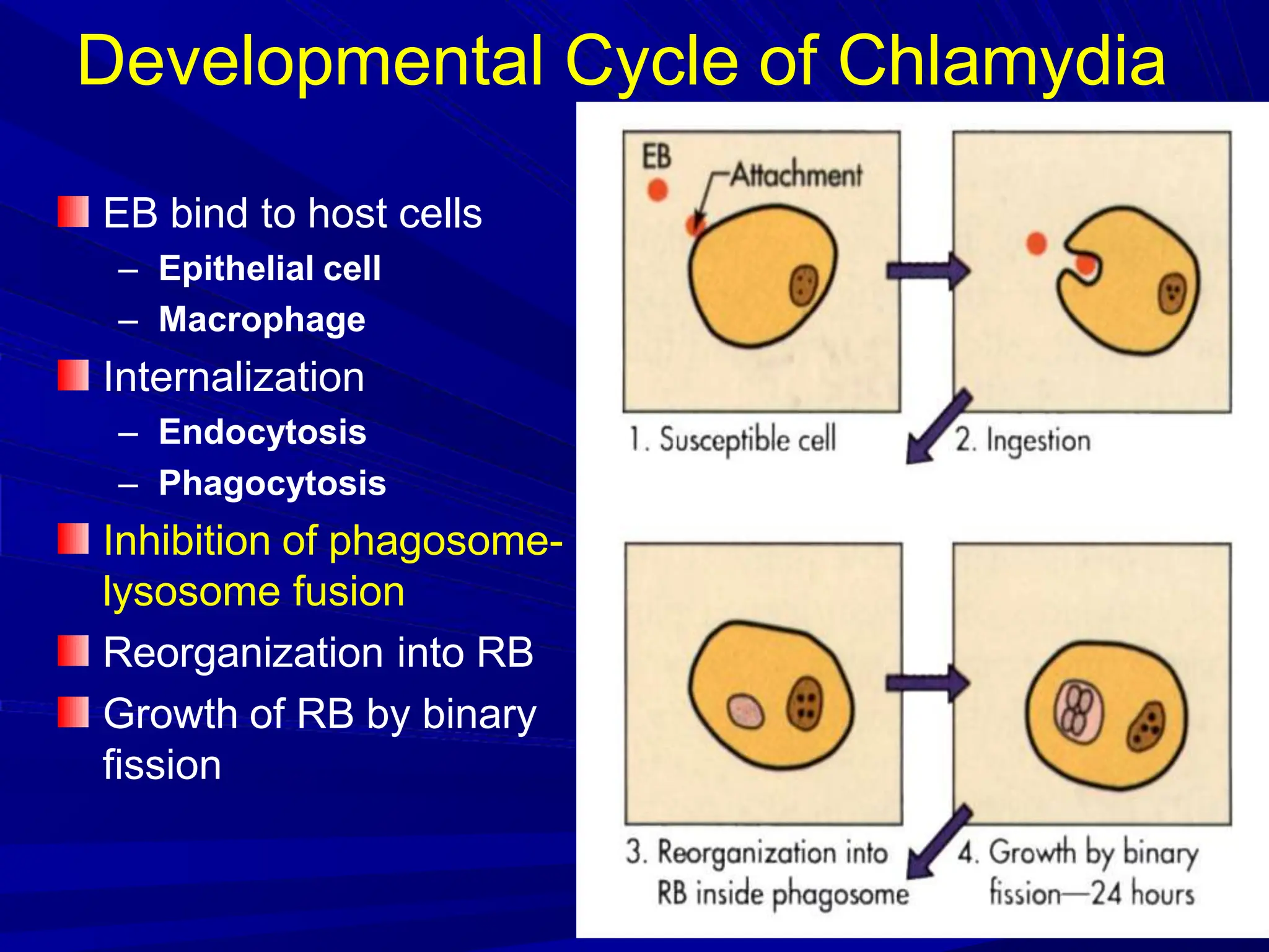 chlamydia cours de bactériologie de 2022.pptx