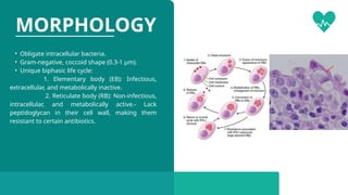 Chlamydia in Medical Microbiology(Bacteriology) | PPTX