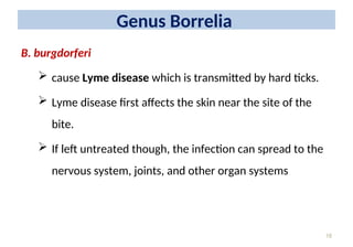 Chlamydia and Reckettsia (1).ppt bacteriology | PPT