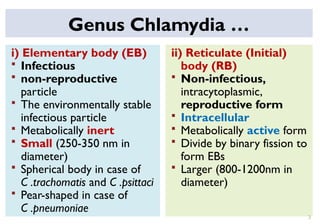 Chlamydia and Reckettsia (1).ppt bacteriology | PPT