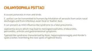Chlamydia Chlamydophila .pptx