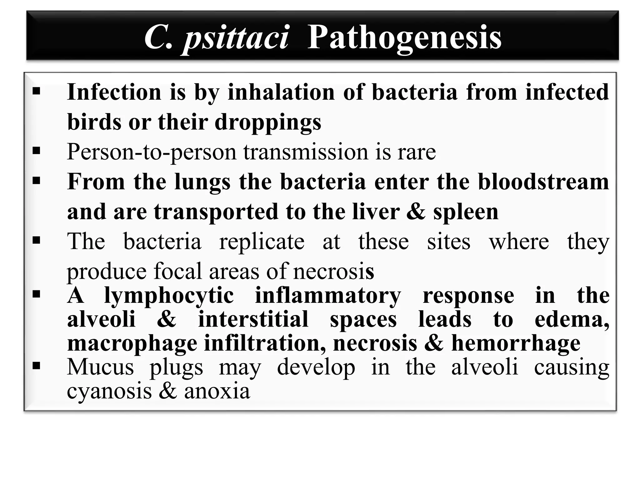 Chlamydiae Ppt