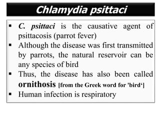 Chlamydiae | PPT