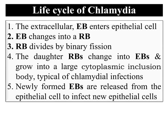 Chlamydiae Ppt Sexual Conditions Sexual Health