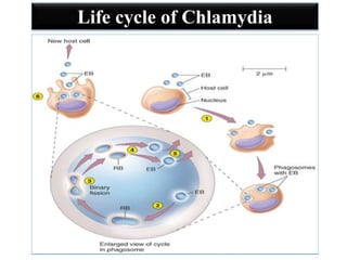 Chlamydiae | PPT
