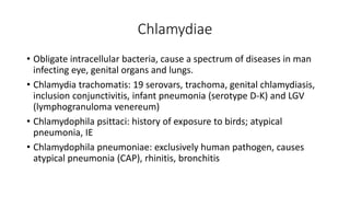 Chlamydiae.pptx