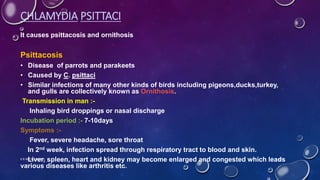 Chlamydiae The silent killer K R.pptx
