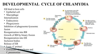 chlamydial conjunctivitis............pptx