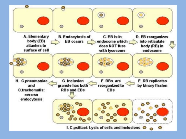 Chlamydial infections & ophthalmia neonatorum | PPTX | Eye and Vision ...