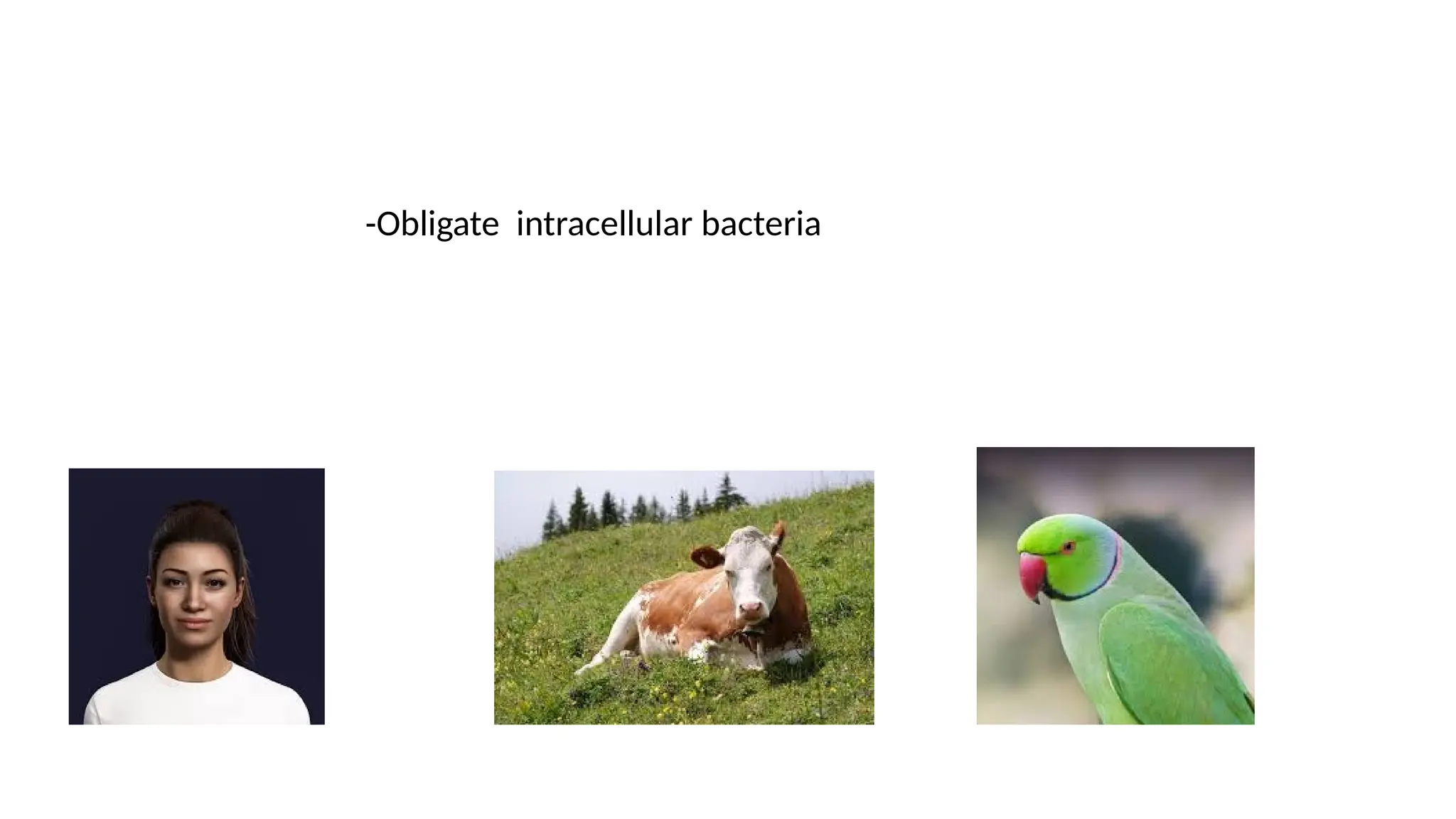 Chlamydia Pneumonia Etiology Pathogenesis Clinical Features Lab Diagnosis Ppt