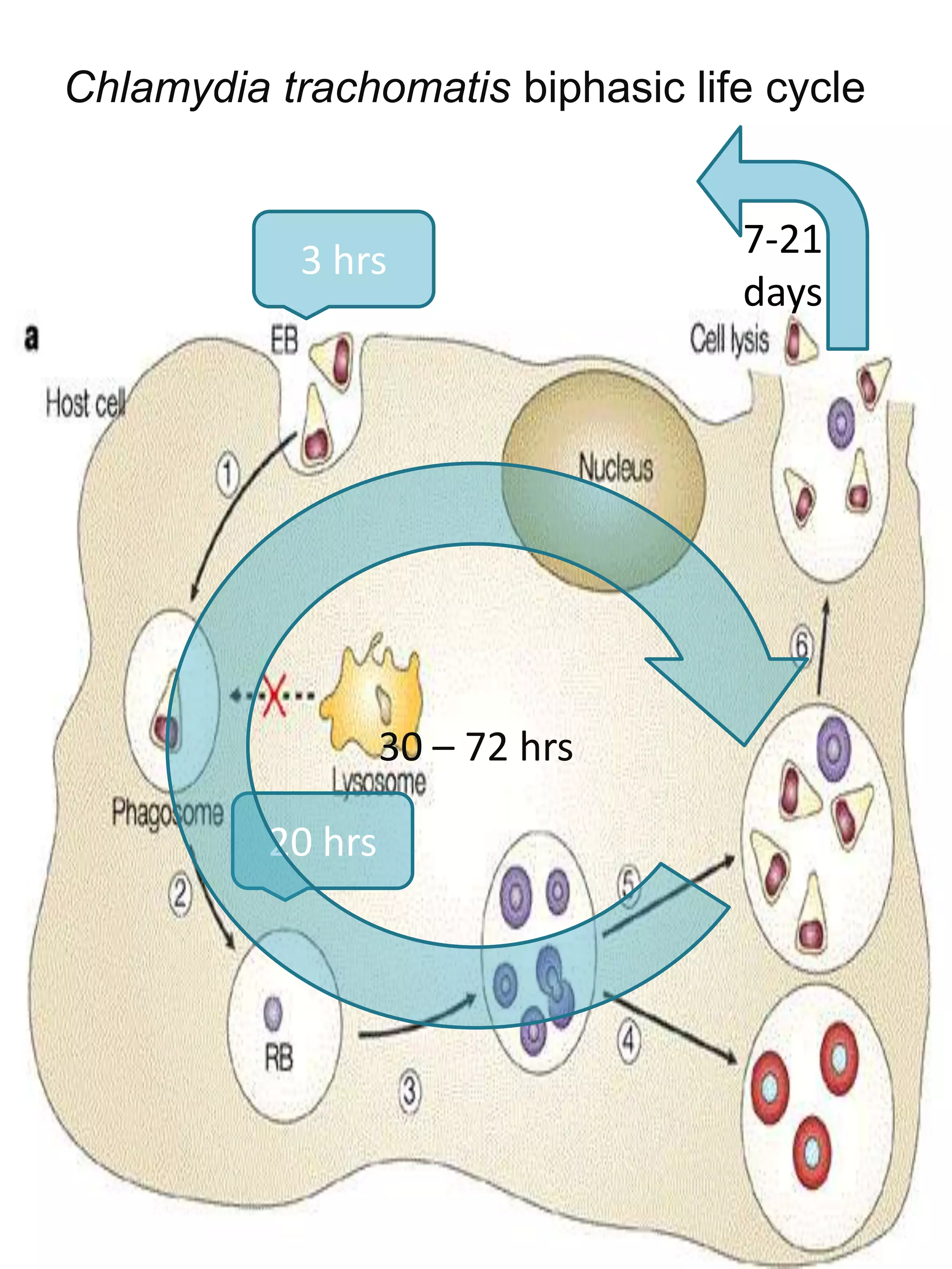 Chlamydia Bacteria Life Cycle