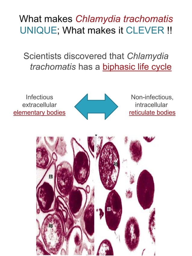 Chlamydia trachomatis
