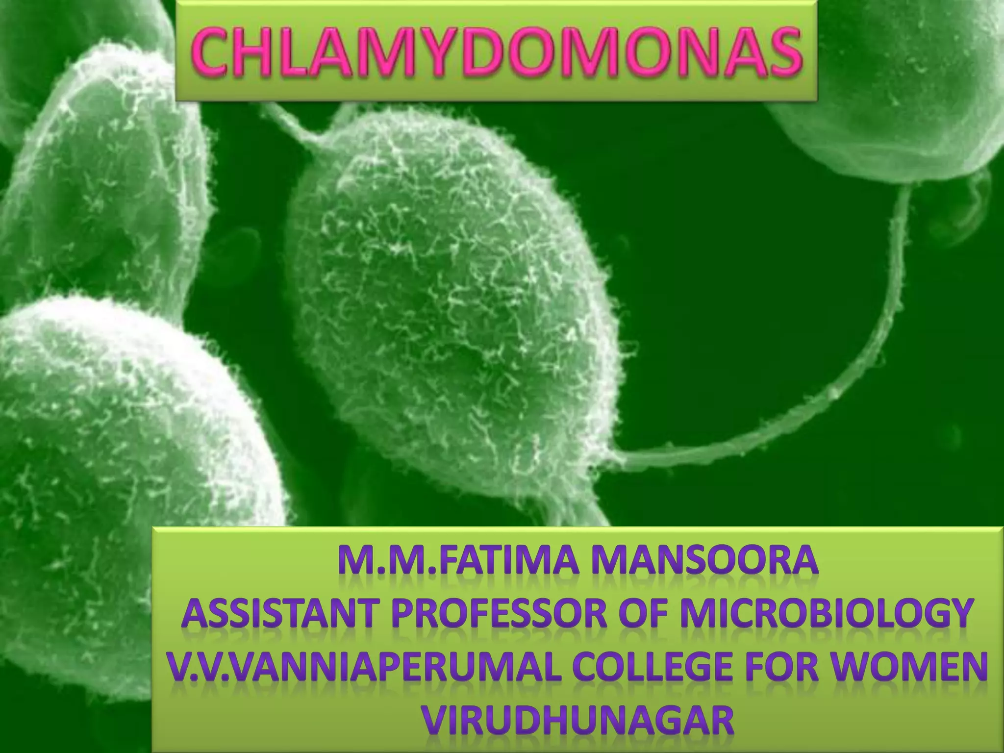 Chlamydomonas | PPTX