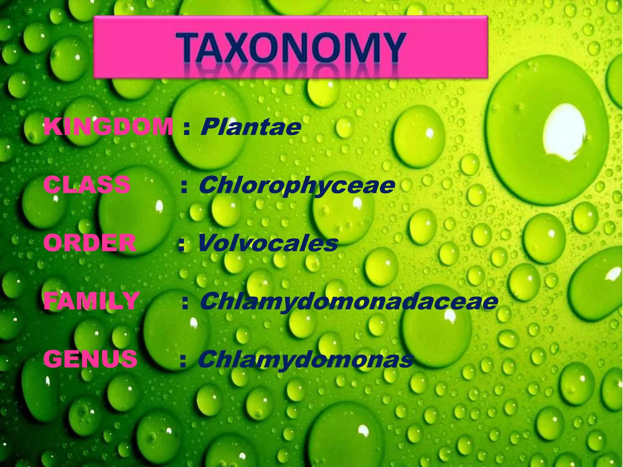 Chlamydomonas | PPTX