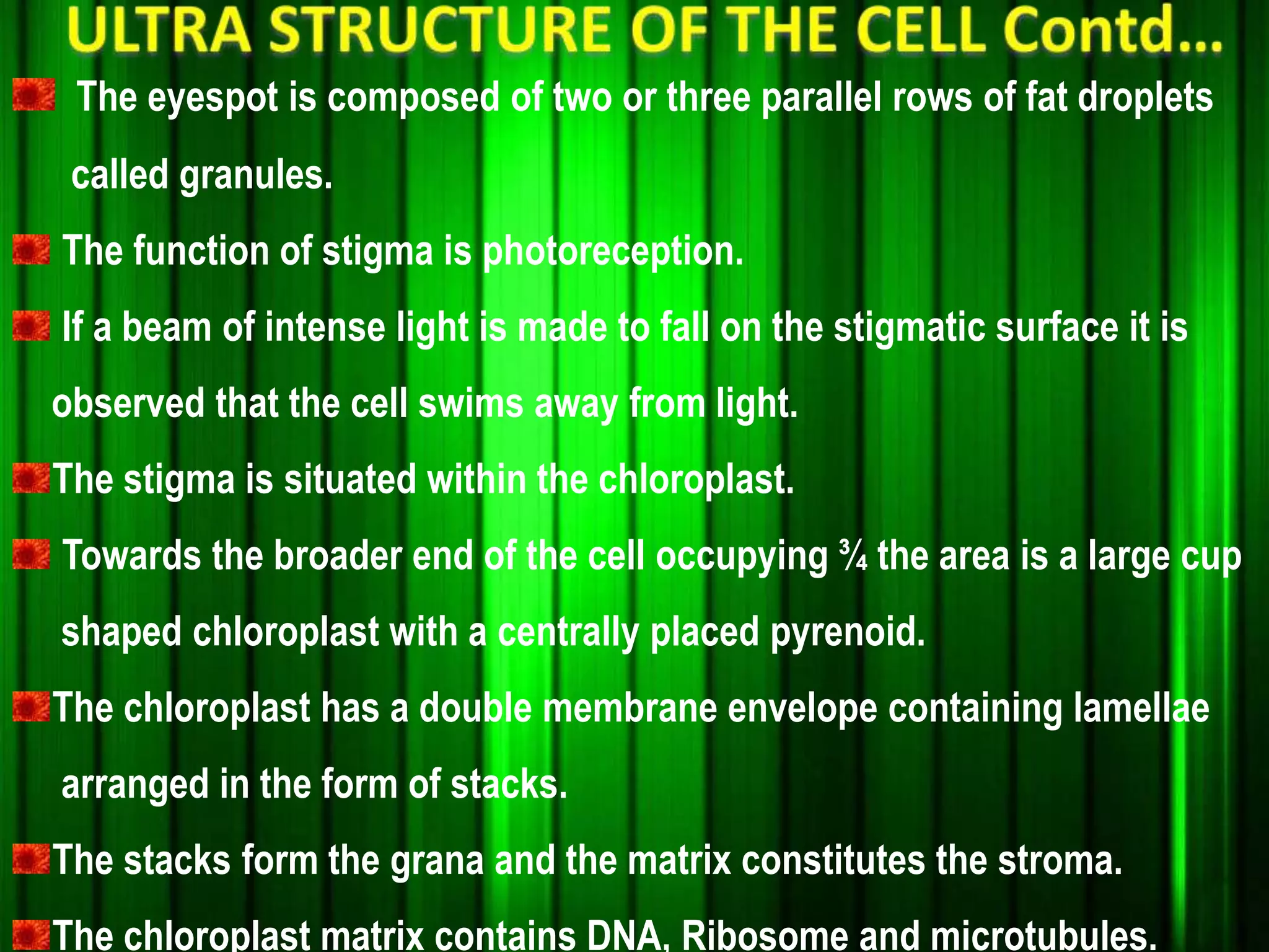 Chlamydomonas | PPTX
