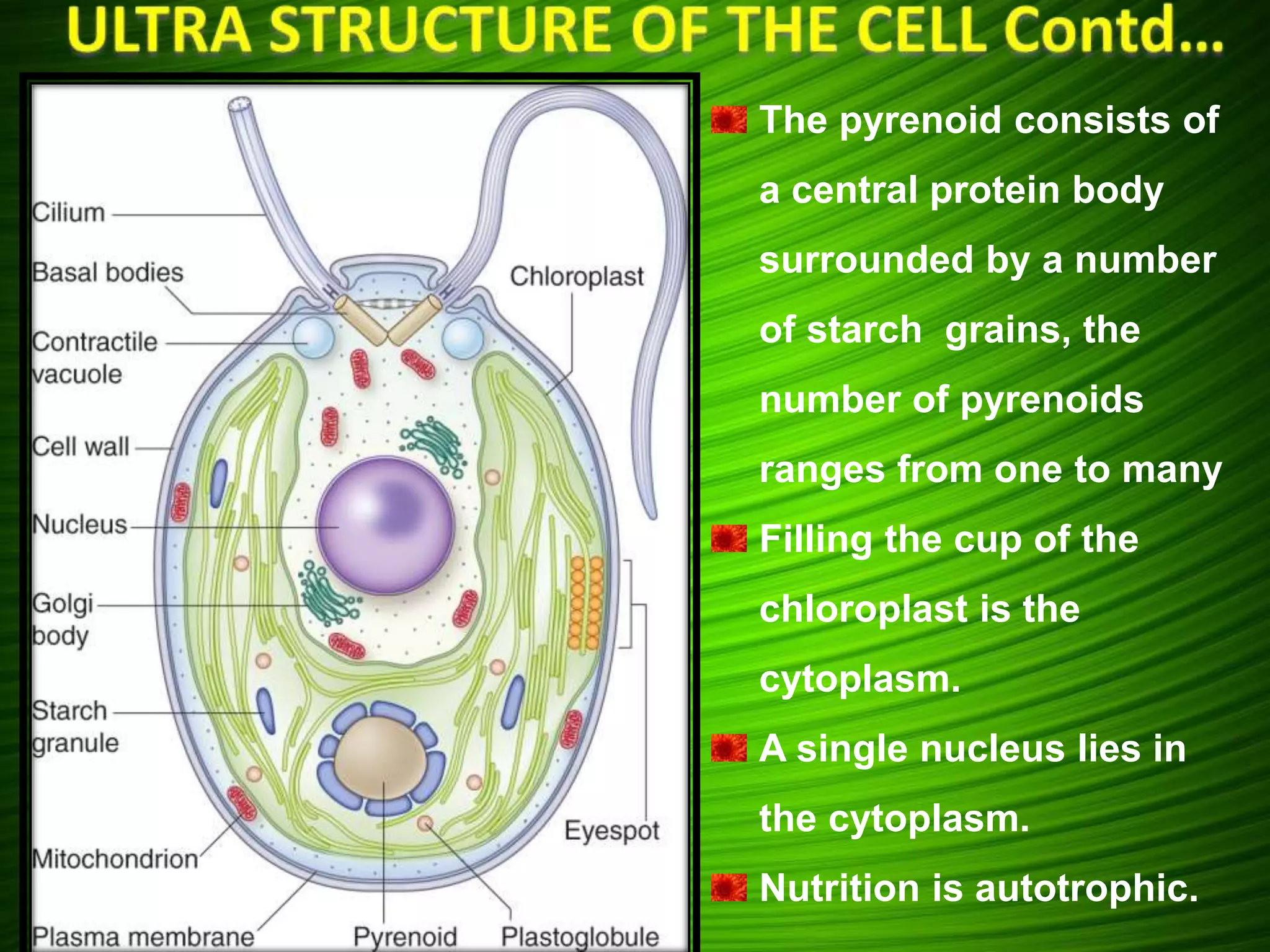 Chlamydomonas | PPTX