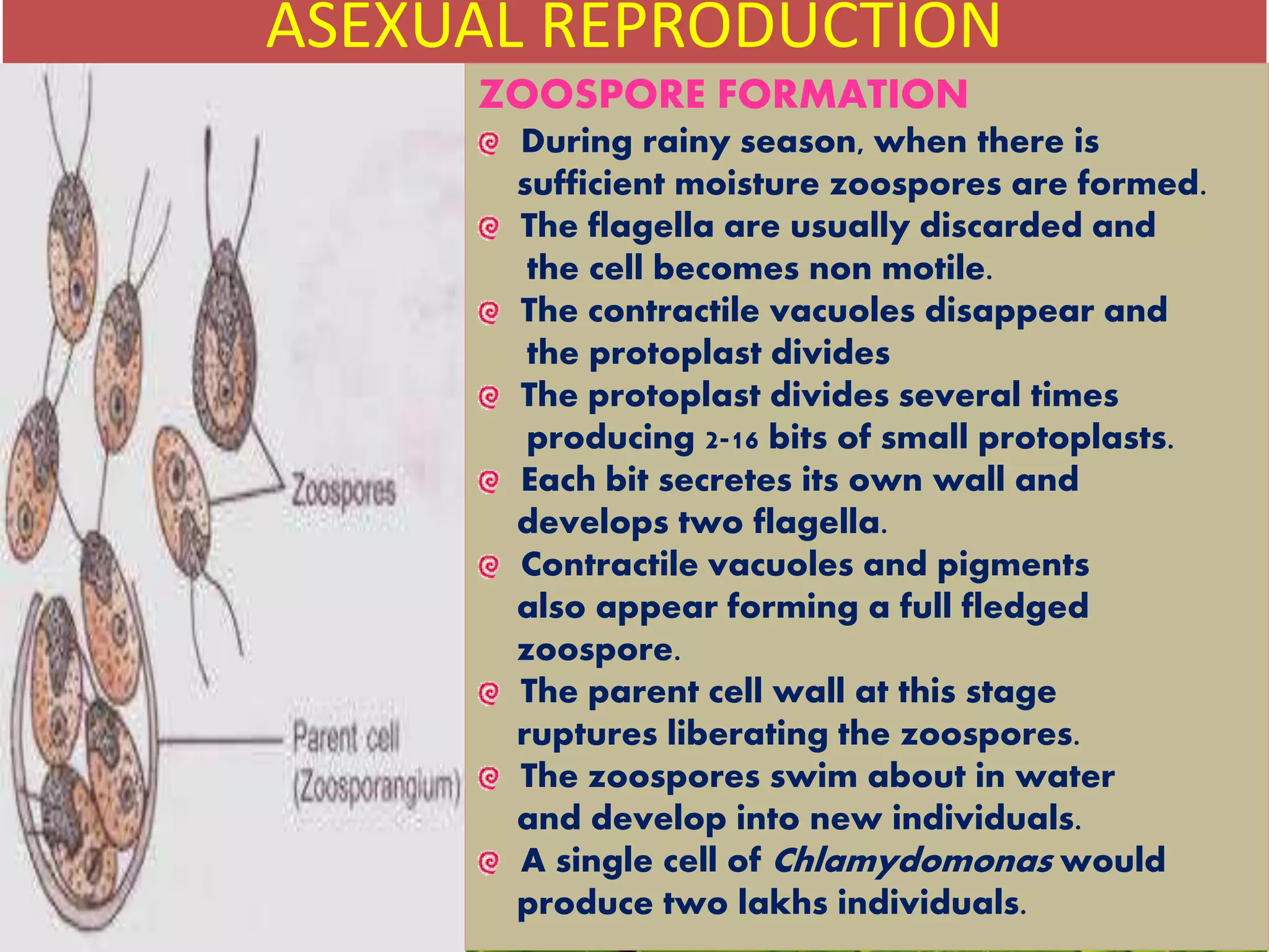 Chlamydomonas | PPTX