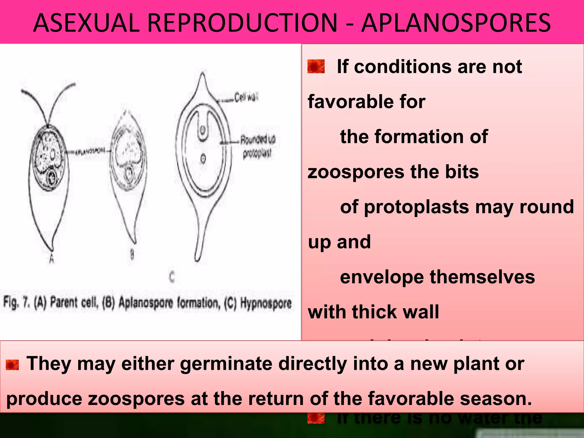 Chlamydomonas | PPTX
